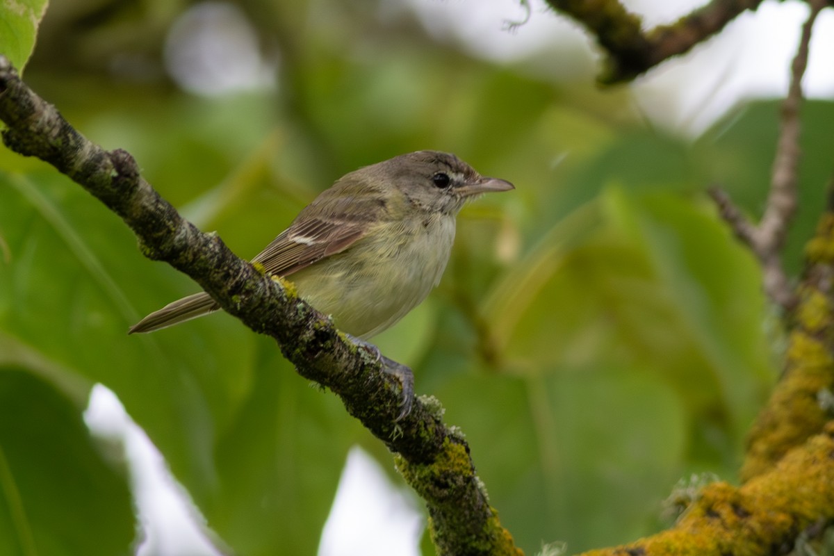 eBird Checklist - 14 Apr 2024 - Arcata Bottoms--Heindon Rd. - 1 species