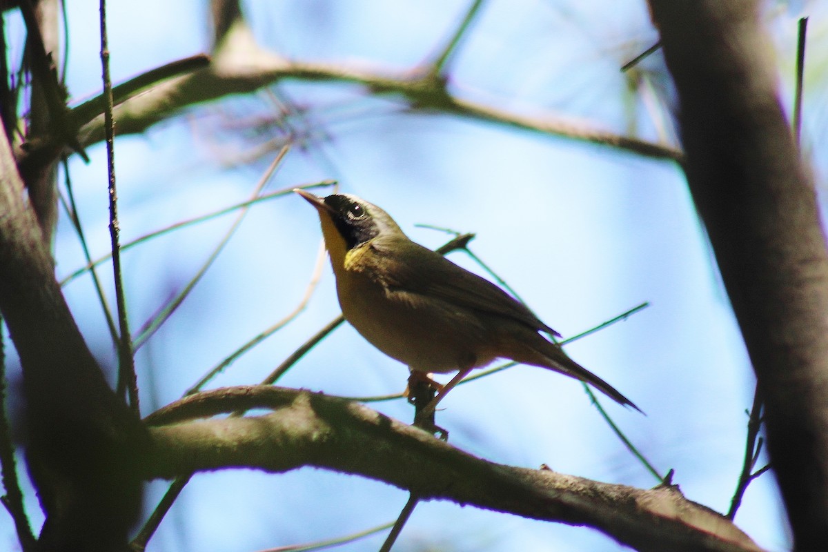 eBird Checklist - 14 Apr 2024 - Plantation Preserve - 36 species
