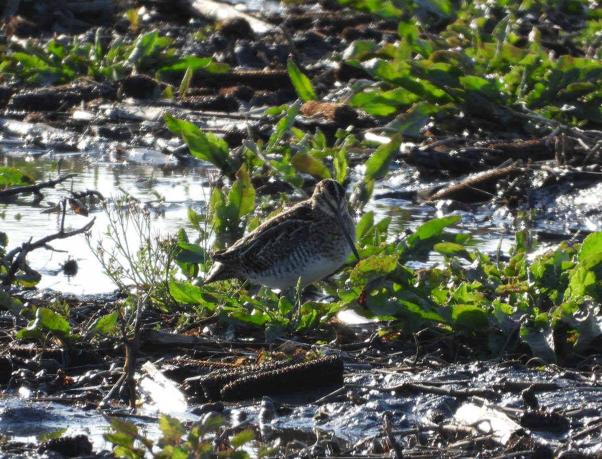 eBird Checklist - 14 Apr 2024 - Fluddle 20.5 Mile Rd, Marshall US-MI ...