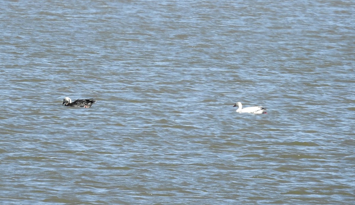 eBird Checklist - 12 Apr 2024 - Cheyenne Bottoms WA - 31 species