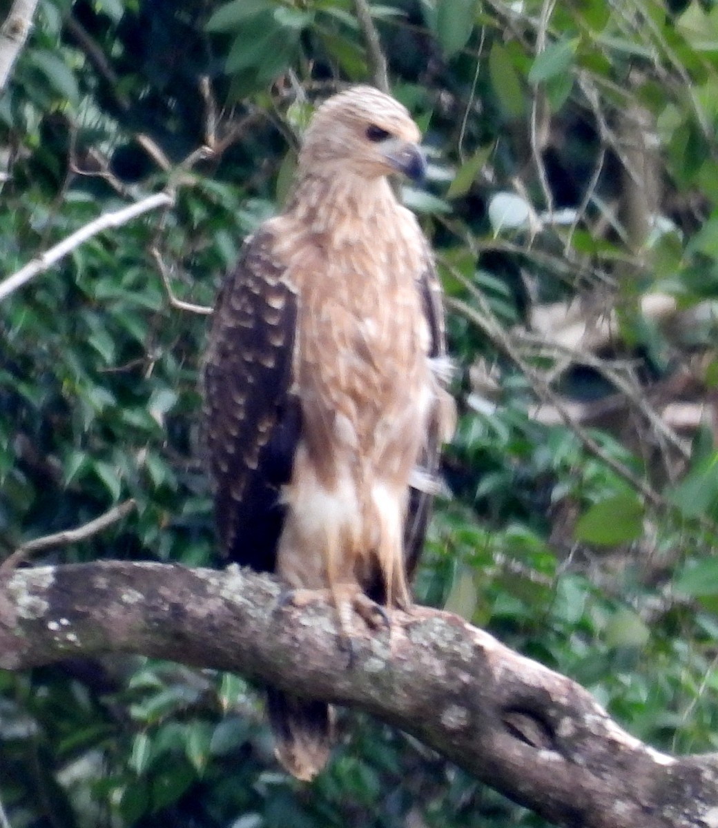 eBird Checklist - 15 Apr 2024 - Sungei Buloh Wetland Reserve - East inc ...