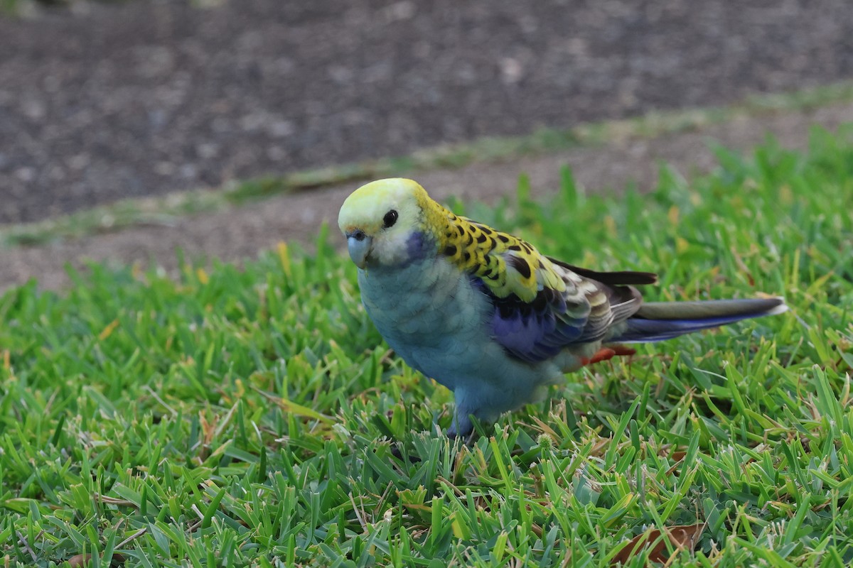 Queenslands Emblem Bird