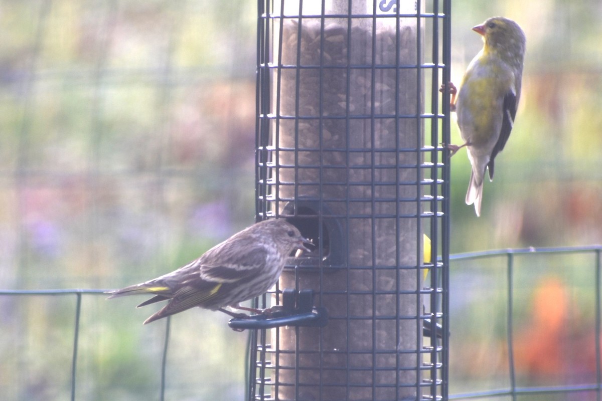 Pennsylvania Bird Atlas Checklist - 15 Apr 2024 - Willow's Bird Buffet - 4 species