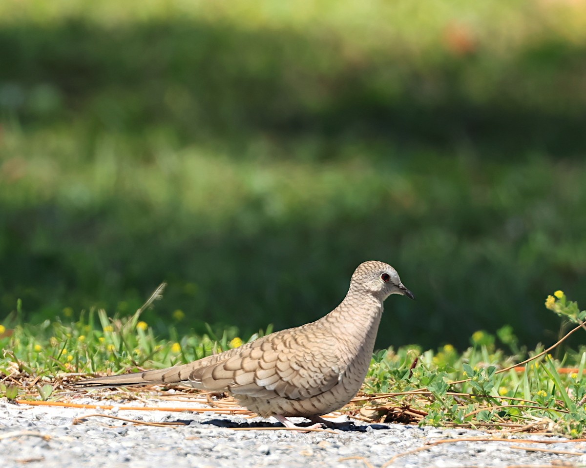 eBird Checklist - 13 Apr 2024 - Fort Pickens - 63 species