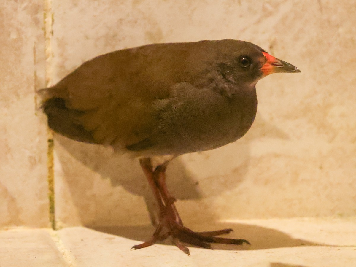 Colombian Crake - Mustelirallus colombianus - Birds of the World
