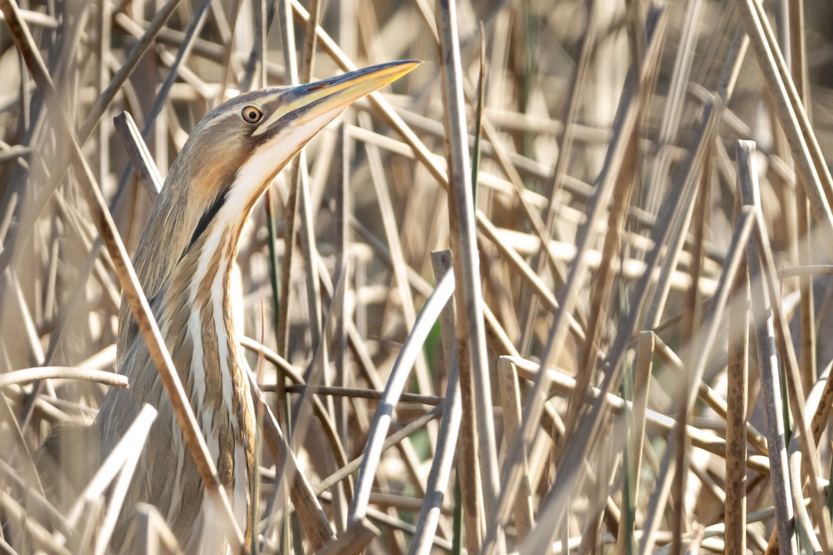 eBird Checklist - 15 Apr 2024 - Dawes Arboretum--Dutch Fork Wetlands ...