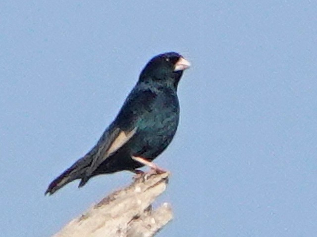 Photos - Jambandu Indigobird - Vidua raricola - Birds of the World