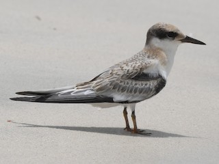 Saunders's Tern - eBird