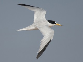 Saunders's Tern - eBird