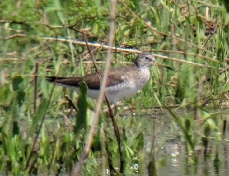 eBird Checklist - 15 Apr 2024 - 43 Beacon Hill Road, Califon, New ...