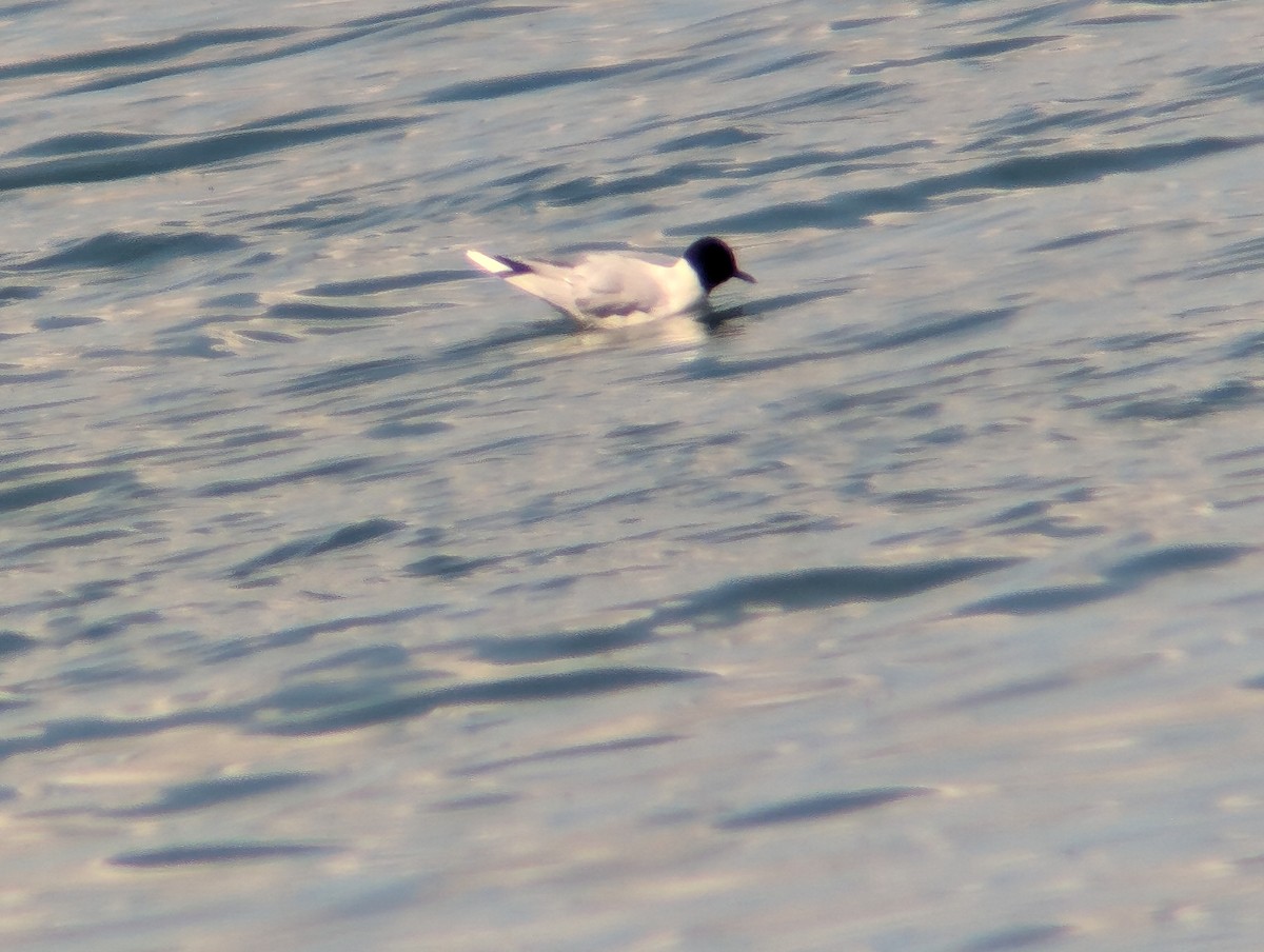 eBird Checklist - 15 Apr 2024 - Stoney Creek--Sayer's Park - 17 species ...