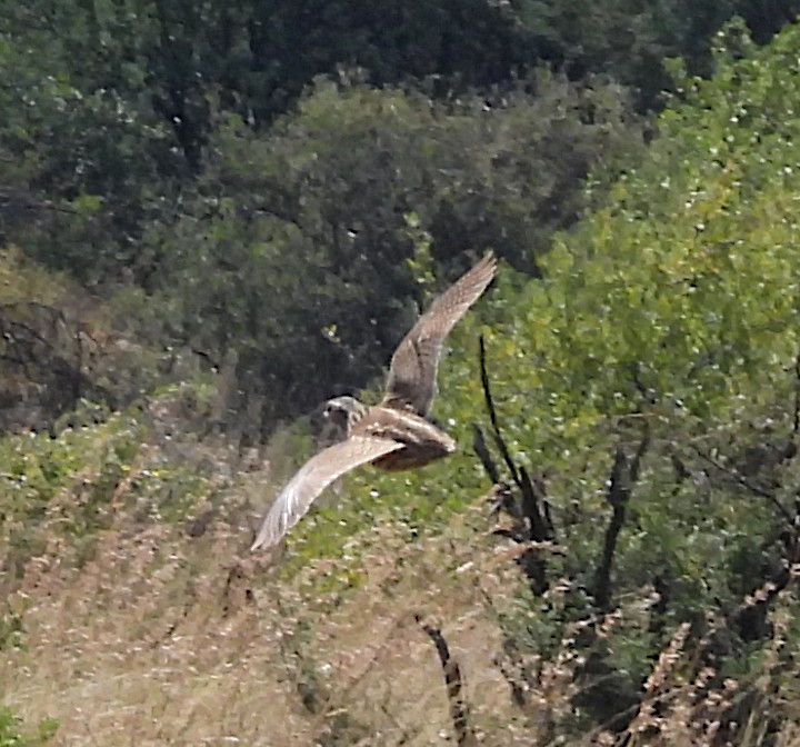 eBird Checklist - 12 Apr 2024 - Faan Meintjies Nature Reserve - 48 species