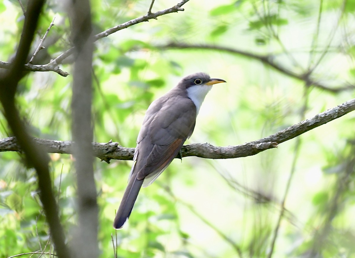 eBird Checklist - 15 Apr 2024 - Singing River Island (restricted access ...