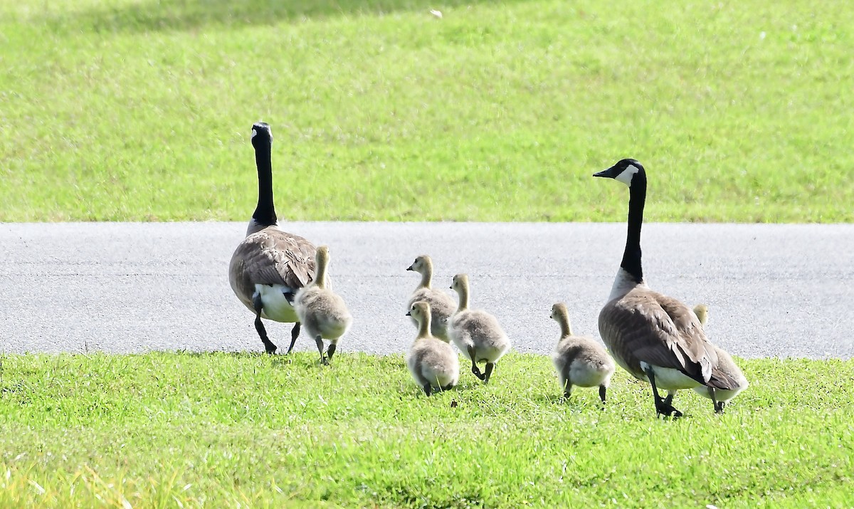 eBird Checklist - 15 Apr 2024 - ACBS Surveys ONLY - Singing River ...