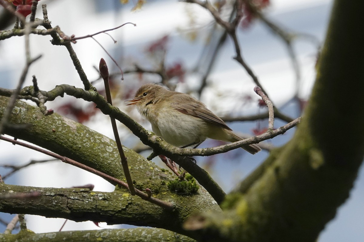eBird Checklist - 15 Apr 2024 - St John's Gardens (Manchester) - 10 species