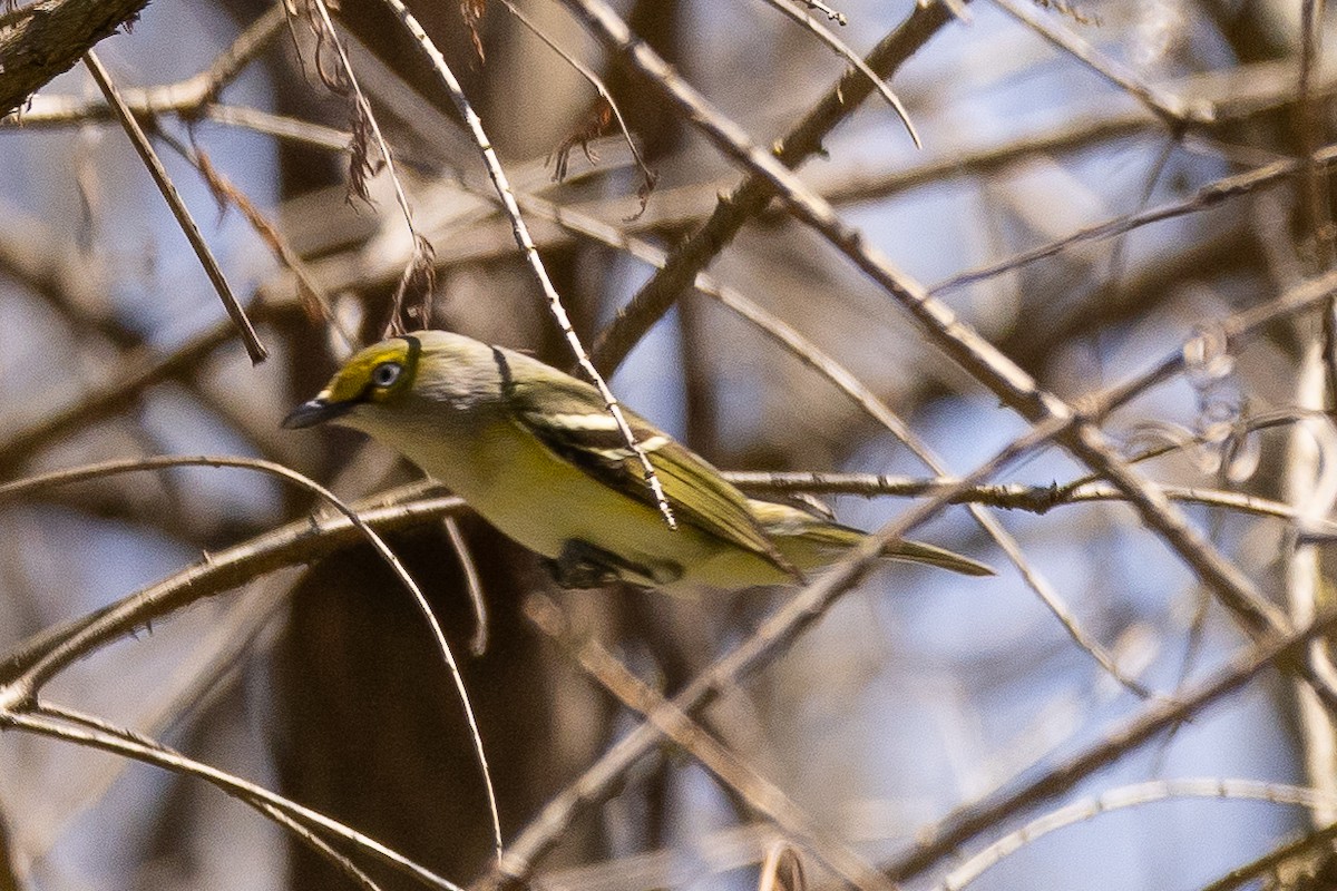 eBird Checklist - 15 Apr 2024 - Fern Station NP 6600-6552 West County ...