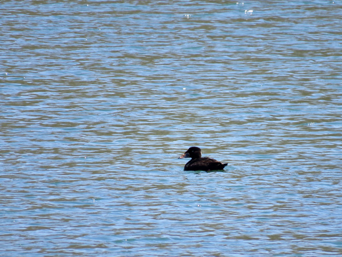 eBird Checklist - 15 Apr 2024 - Cuyahoga Valley NP--Indigo Lake - 17 ...