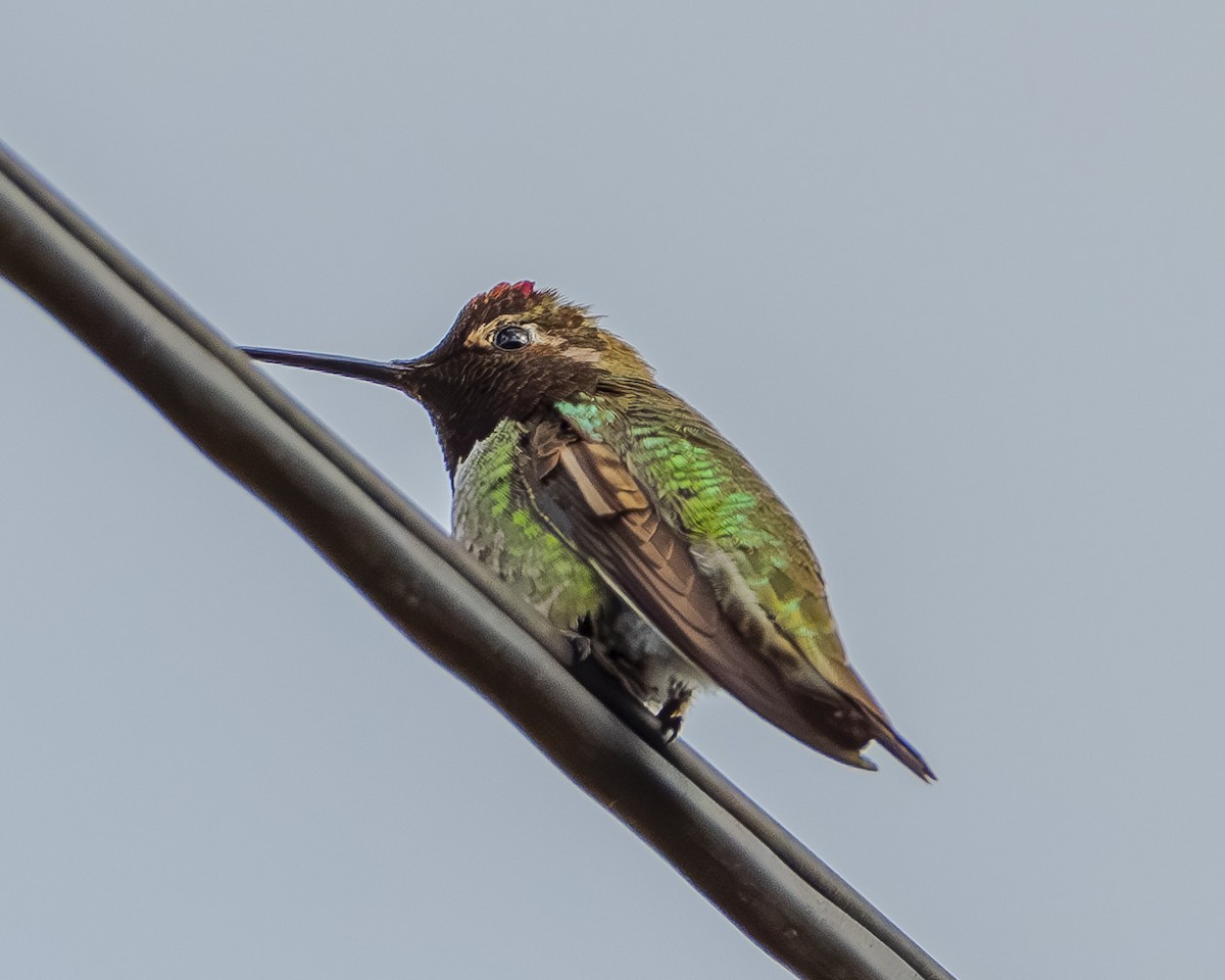 eBird Checklist - 15 Apr 2024 - Talbert Regional Park (North) - 47 ...