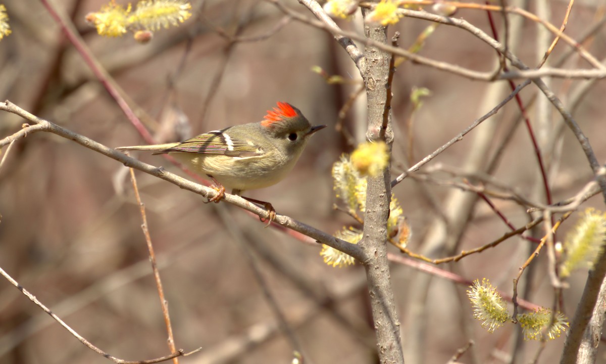 eBird Checklist - 15 Apr 2024 - 3220 Clark Road, Prescott, Michigan, US ...