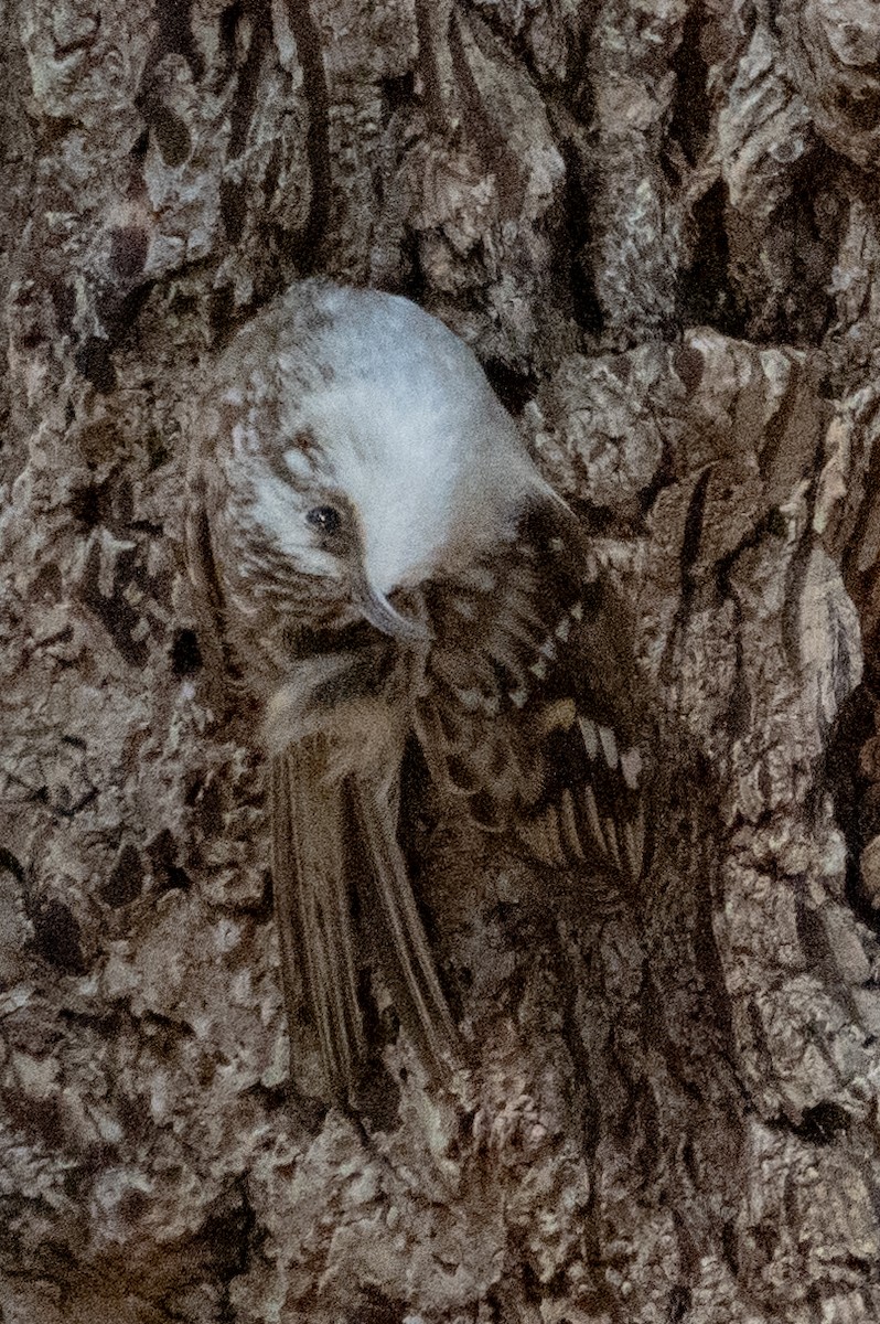 ML617441027 - Brown Creeper - Macaulay Library
