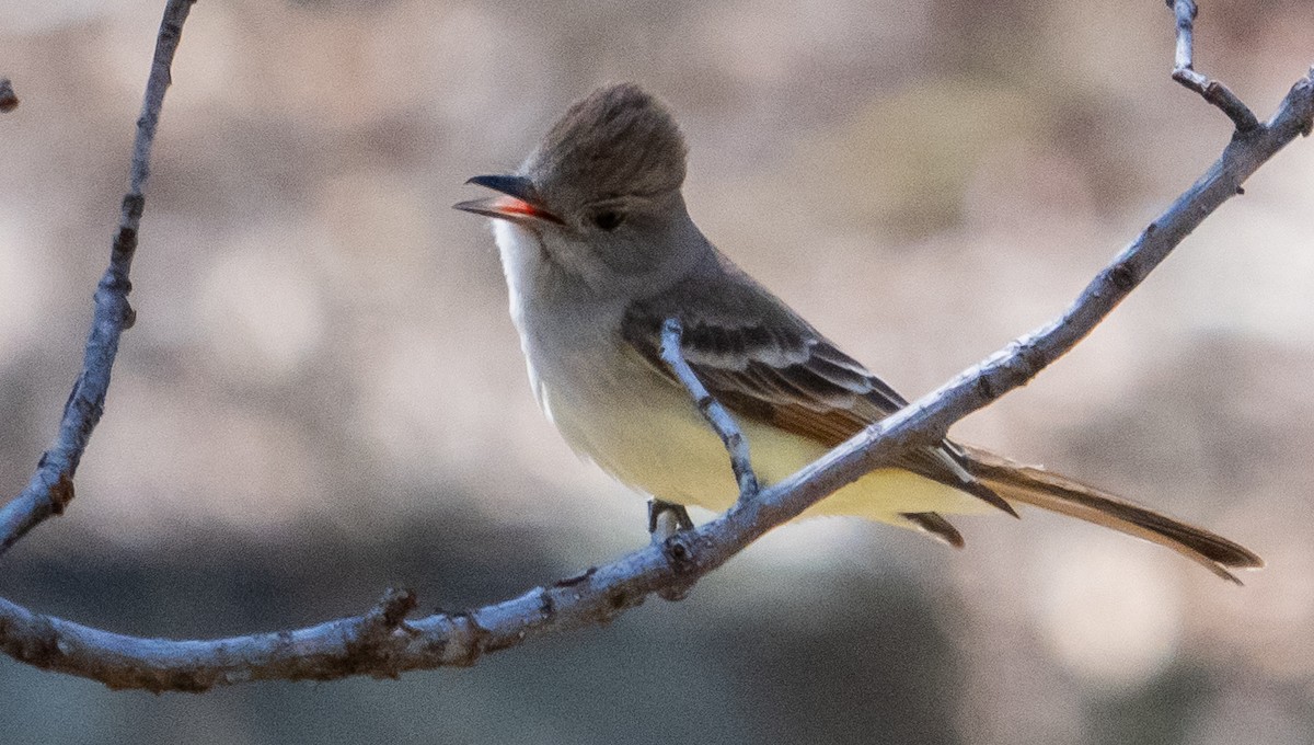 eBird Checklist - 12 Apr 2024 - Mt. Lemmon--Bear Canyon (Cypress ...