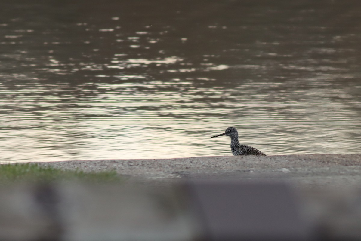 Pennsylvania Bird Atlas Checklist - 15 Apr 2024 - Acme Dam/Chestnut Ridge Park - 24 species