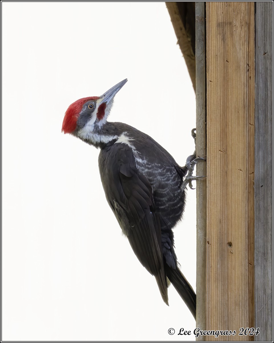 eBird Checklist - 15 Apr 2024 - Sunol Regional Wilderness - 1 species