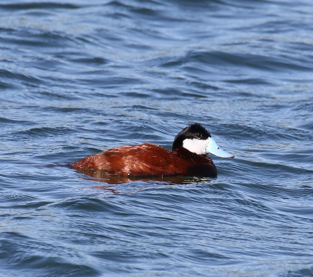 eBird Checklist - 15 Apr 2024 - Desert Center--Lake Tamarisk - 58 ...