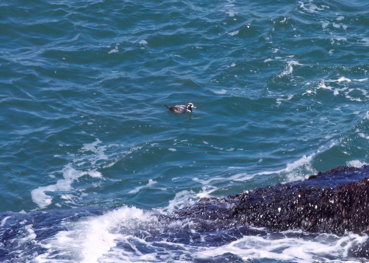 eBird Checklist - 15 Apr 2024 - Presidio--Battery Godfrey - 1 species
