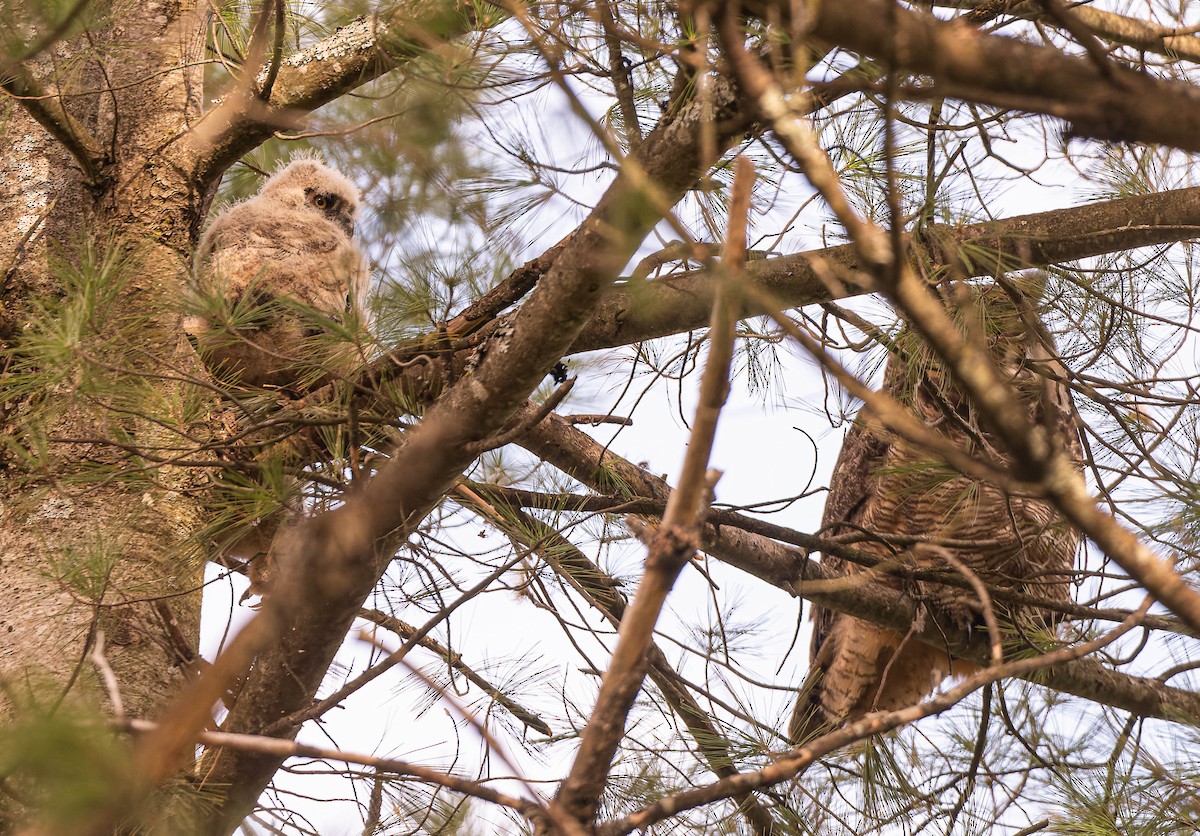 eBird Checklist - 15 Apr 2024 - Parc naturel du Lac-Jérôme - 26 species