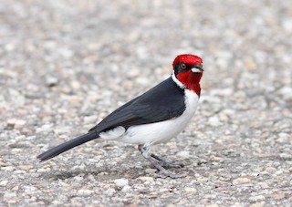 Masked Cardinal - Paroaria nigrogenis - Birds of the World
