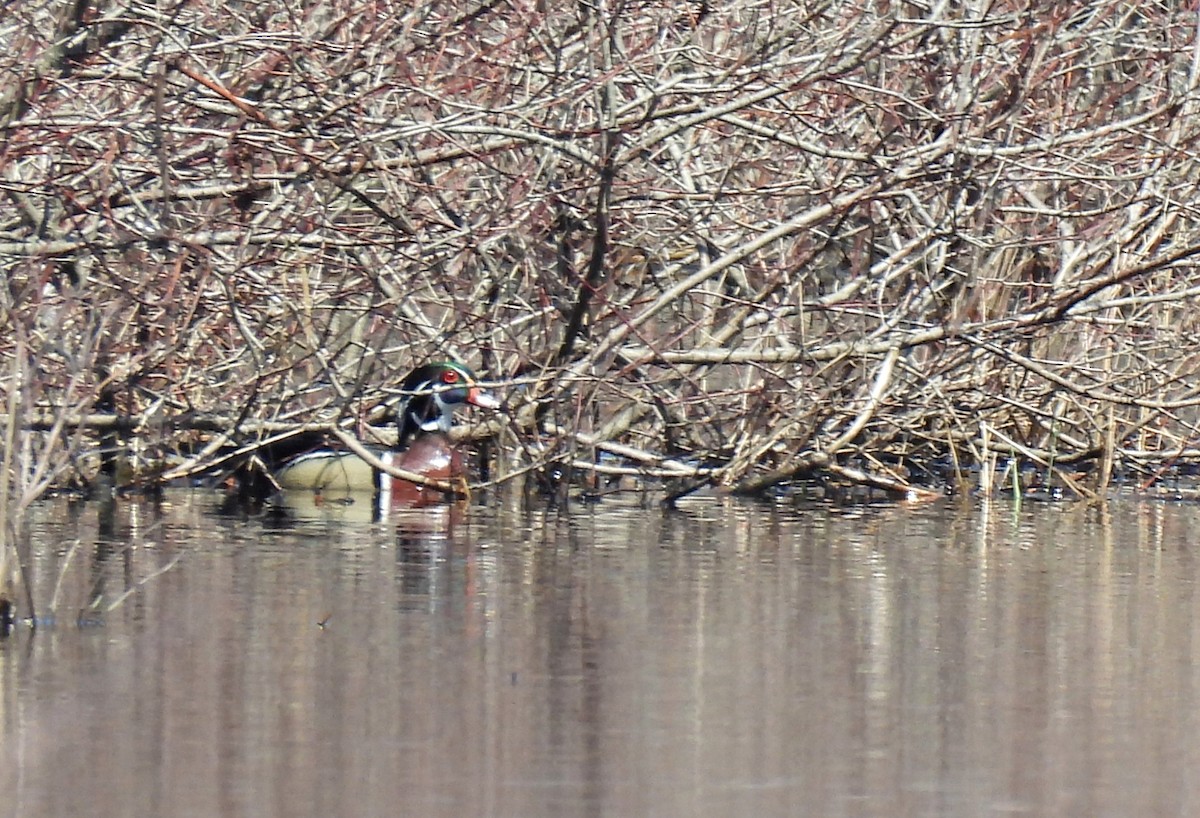 Mass Audubon eBird Checklist - 15 Apr 2024 - Great Meadows NWR--Sudbury ...