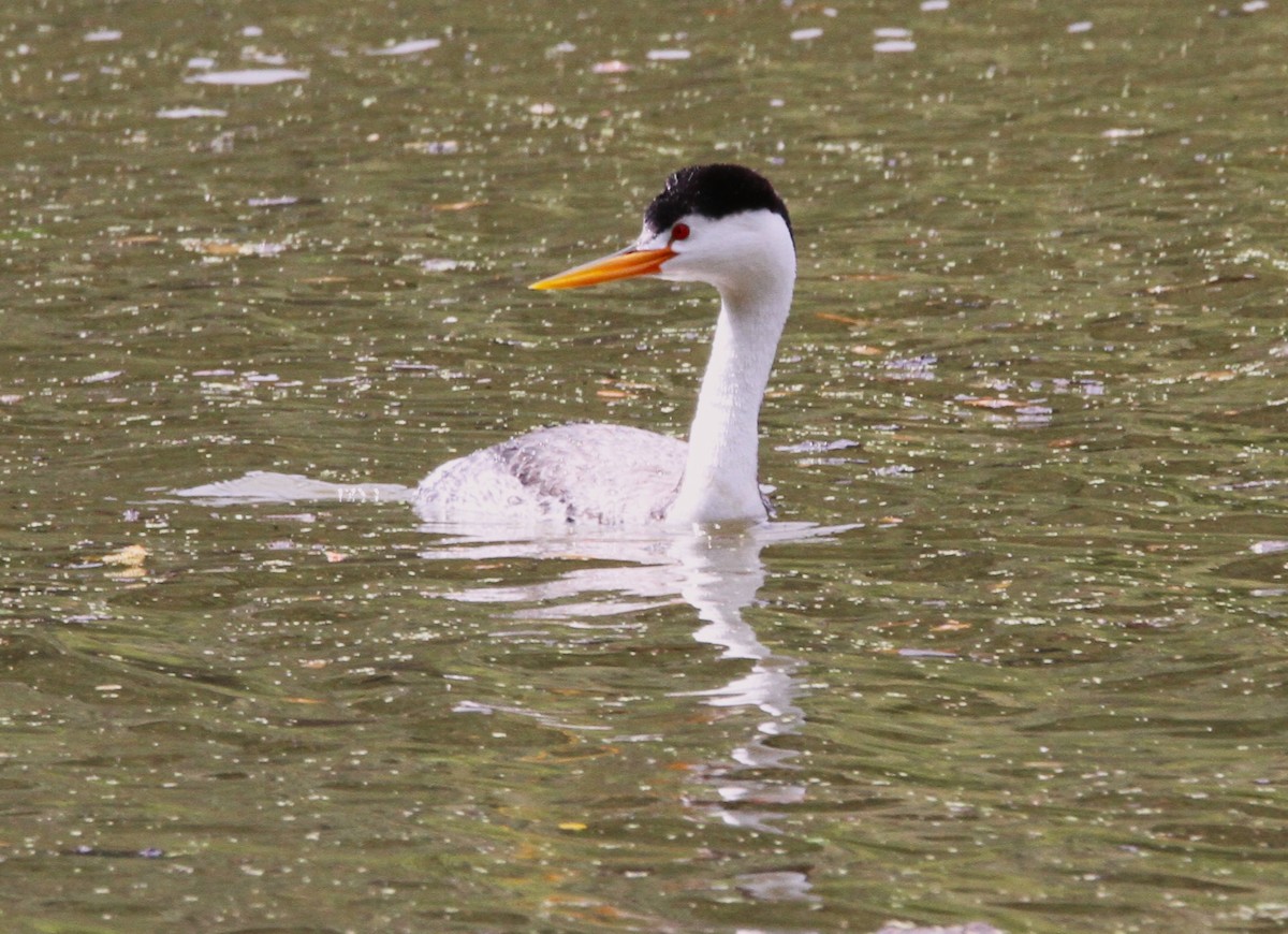 eBird Checklist - 15 Apr 2024 - Lopez Lake - 50 species (+1 other taxa)