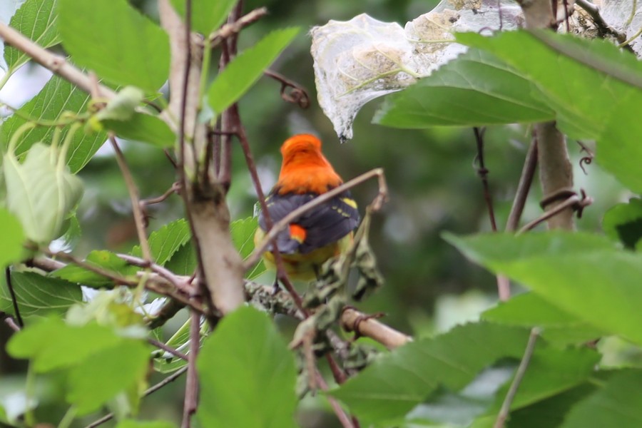 Scarlet x Western Tanager (hybrid) - eBird