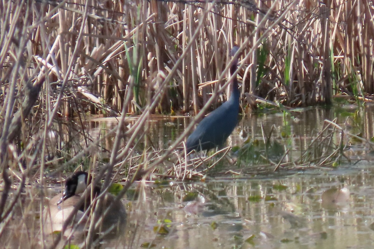 Pennsylvania Bird Atlas Checklist - 15 Apr 2024 - Lowland Rd. Retention Pond - 7 species