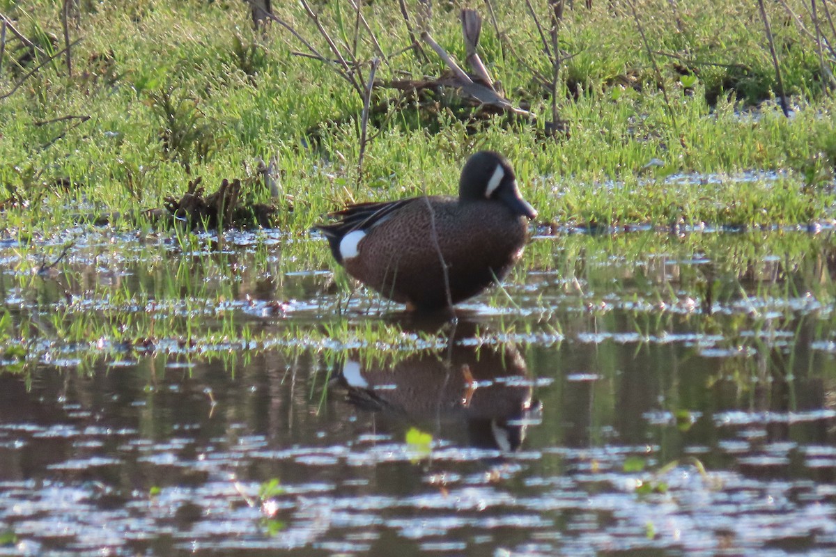 Pennsylvania Bird Atlas Checklist - 15 Apr 2024 - Washington Rd ...