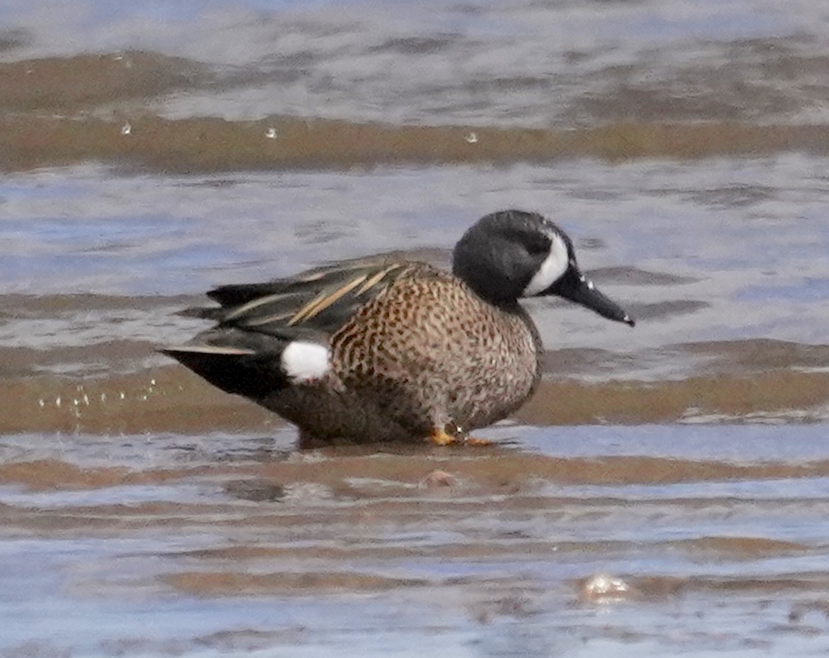 eBird Checklist - 12 Apr 2024 - Smith Reservoir SWA - 25 species