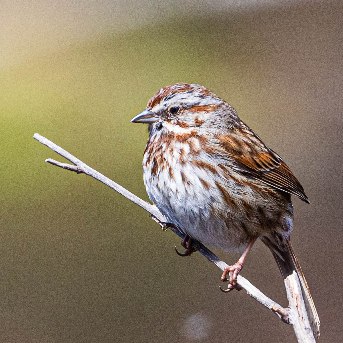 eBird Checklist - 15 Apr 2024 - Camp Sherman - 11 species