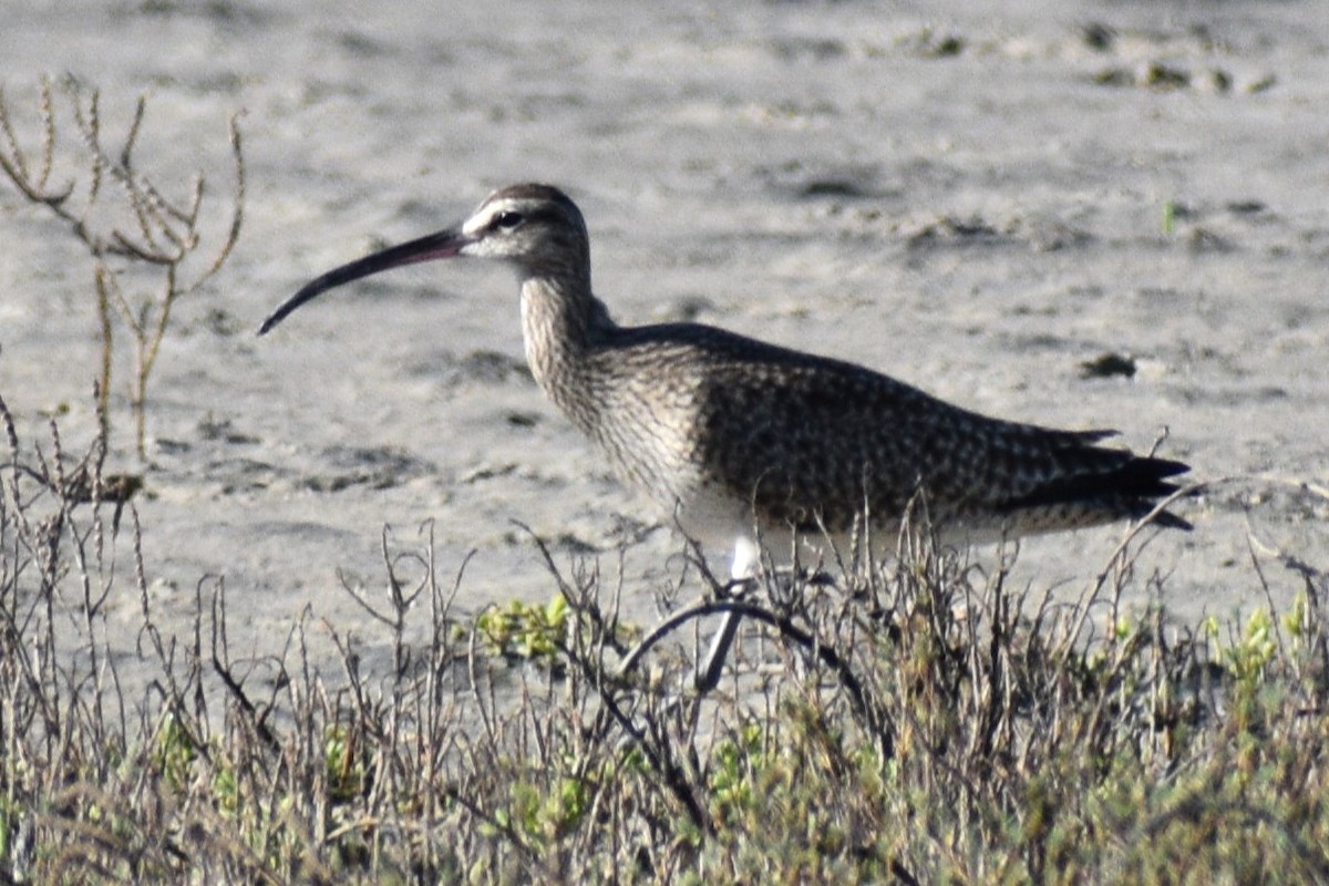 eBird Checklist - 12 Apr 2024 - Oso Bay Bridge - 5 species