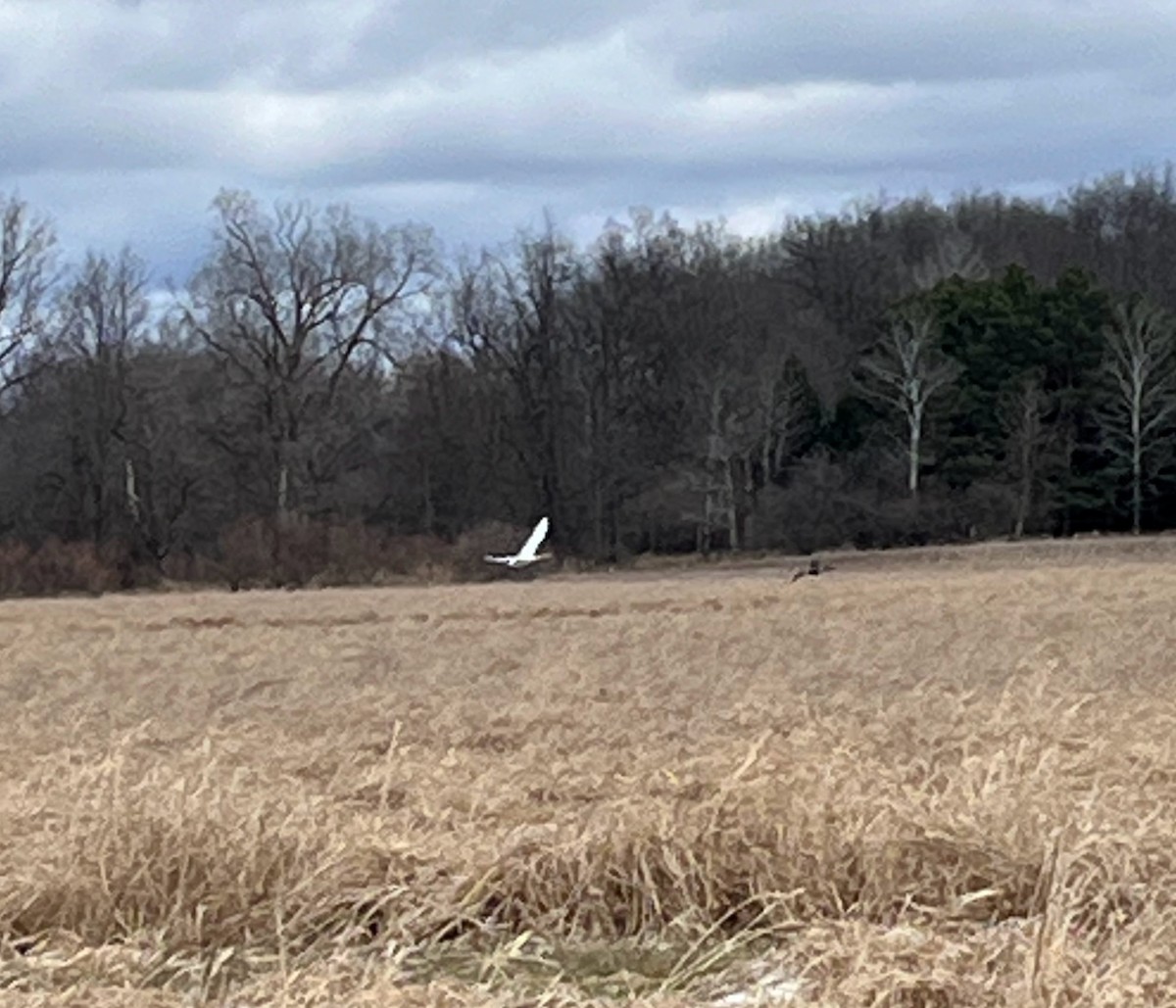 eBird Checklist - 10 Mar 2024 - Corey Marsh Ecological Research Center ...