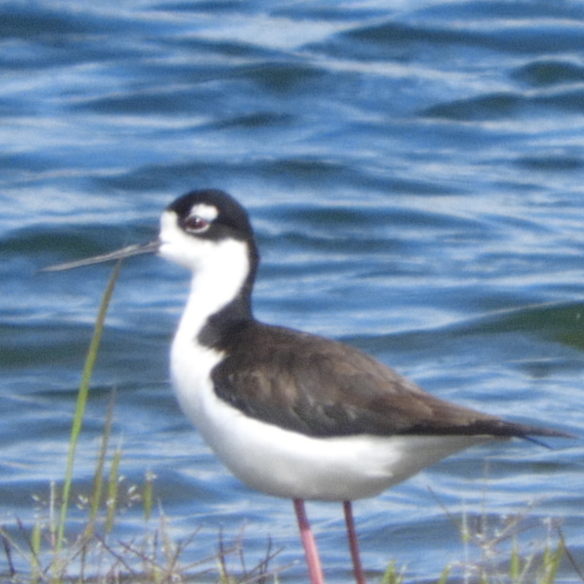 eBird Checklist - 15 Apr 2024 - Don Pedro Reservoir--south arm - 38 species