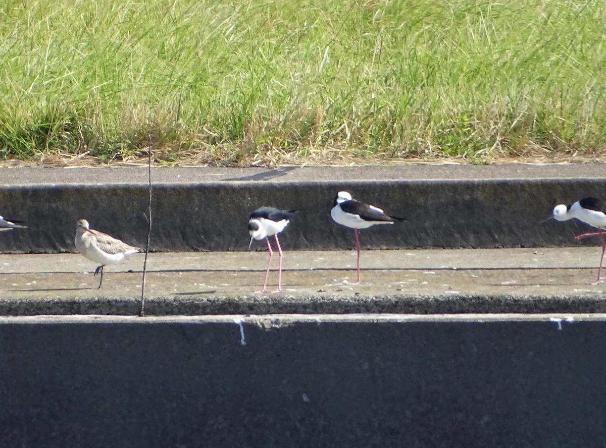 eBird Checklist - 16 Apr 2024 - Mill Stream Lookout (Botany) - 8 species