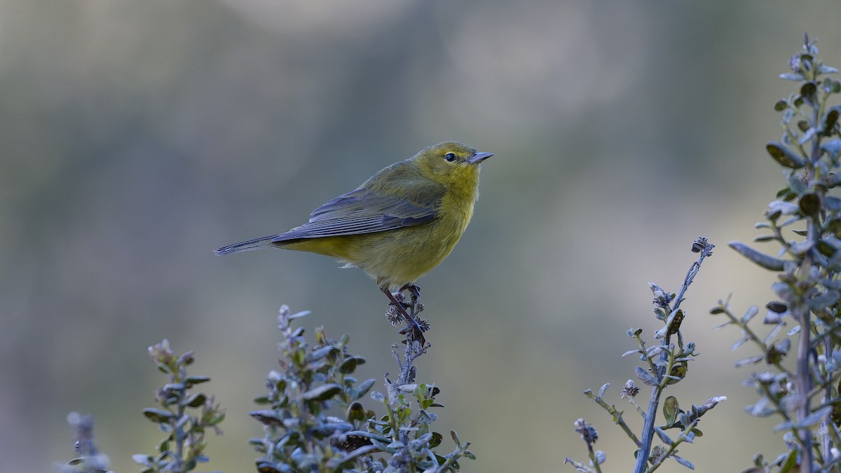 eBird Checklist - 15 Apr 2024 - UC Berkeley--Fire Trail - 8 species