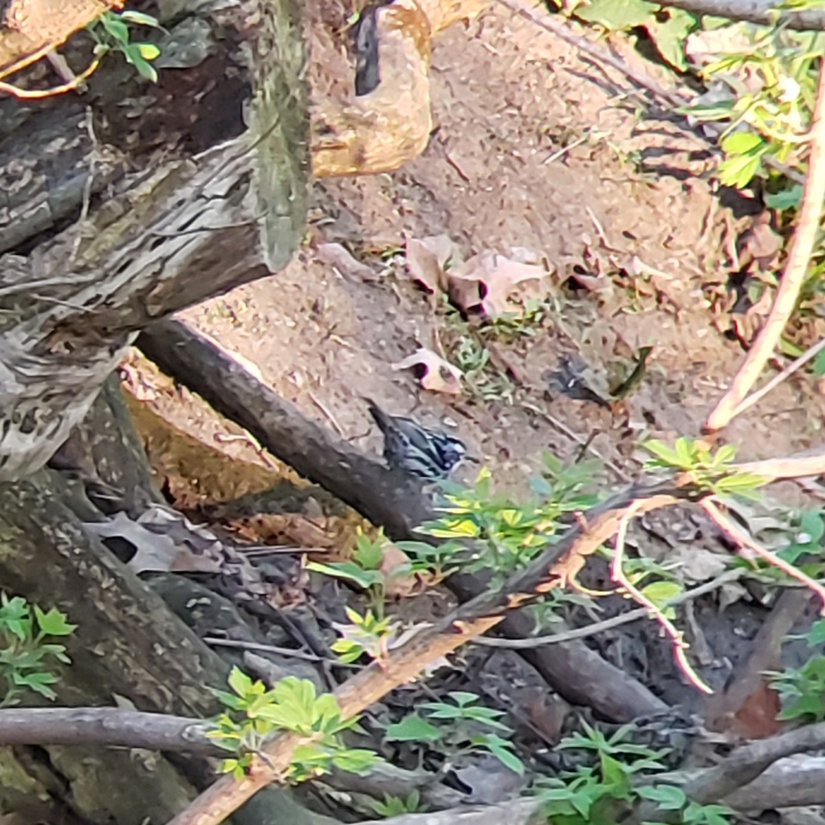 eBird Checklist - 16 Apr 2024 - Maple Grove Forest Preserve - 16 ...