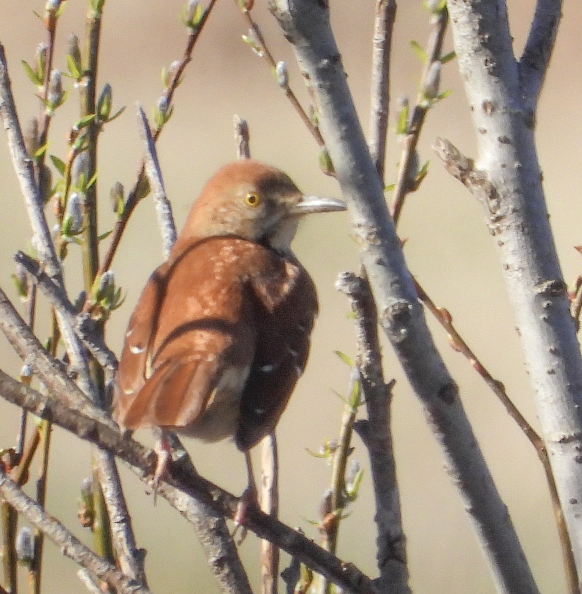 eBird Checklist - 16 Apr 2024 - Rail Trail home segment towards Rupert ...