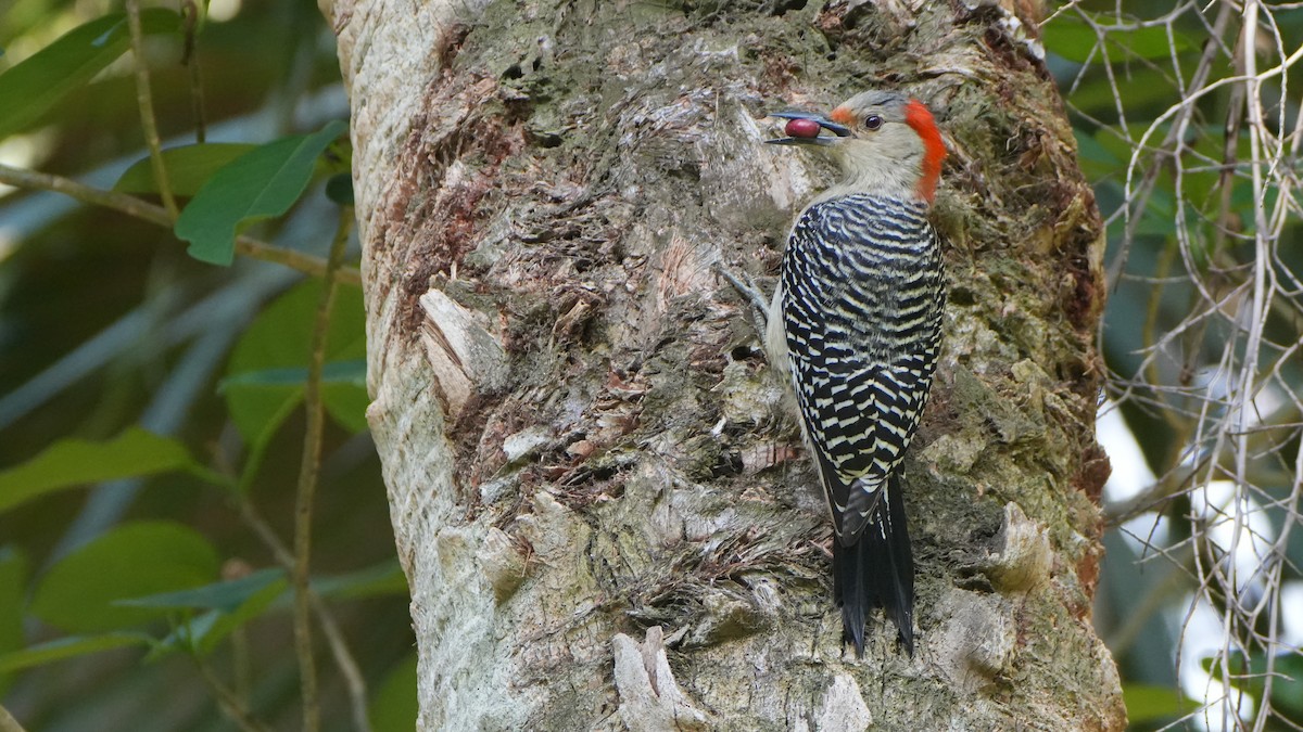 eBird Checklist - 16 Apr 2024 - Frenchman's Forest Nature Preserve - 10 ...
