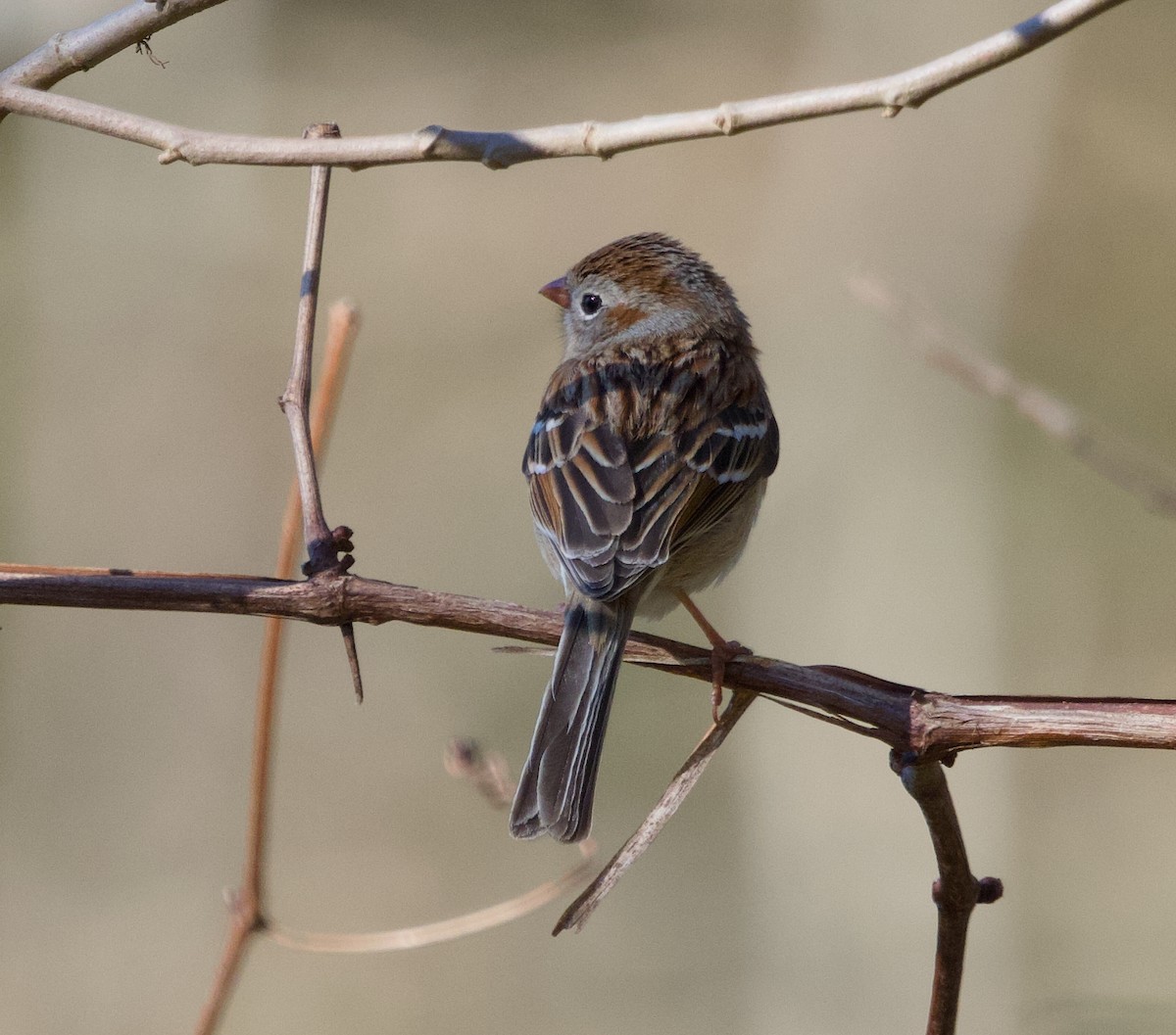 eBird Checklist - 16 Apr 2024 - Haley Farm SP - 34 species