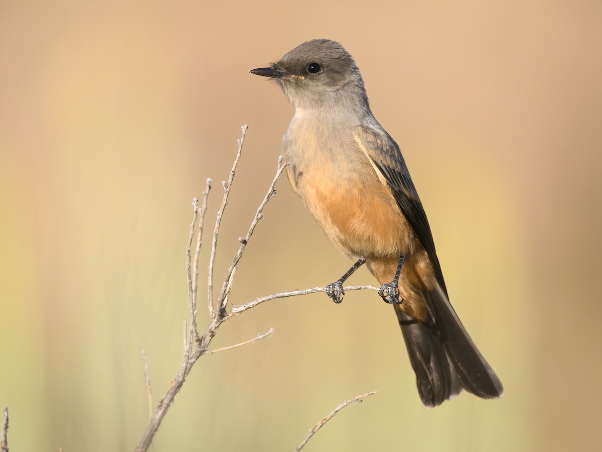 Say's Phoebe - Sayornis saya - Birds of the World