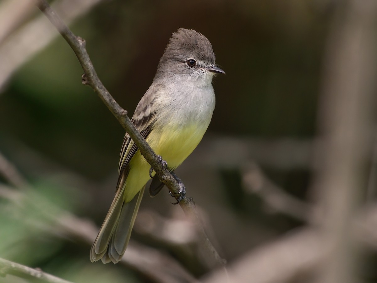 Northern Scrub-Flycatcher - Sublegatus arenarum - Birds of the World
