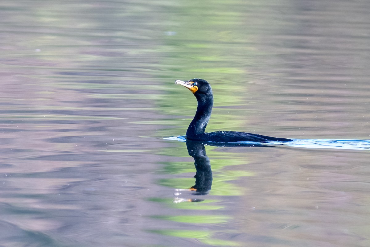 Pennsylvania Bird Atlas Checklist - 16 Apr 2024 - Marsh Creek SP - 27 species